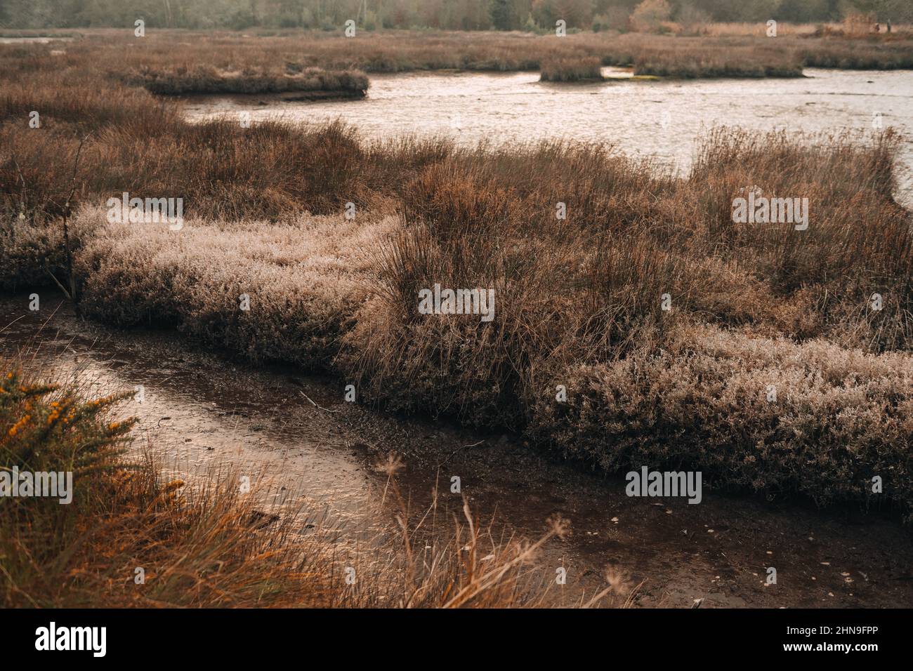 Swamp with reeds and a mud wetland near a forest Stock Photo - Alamy