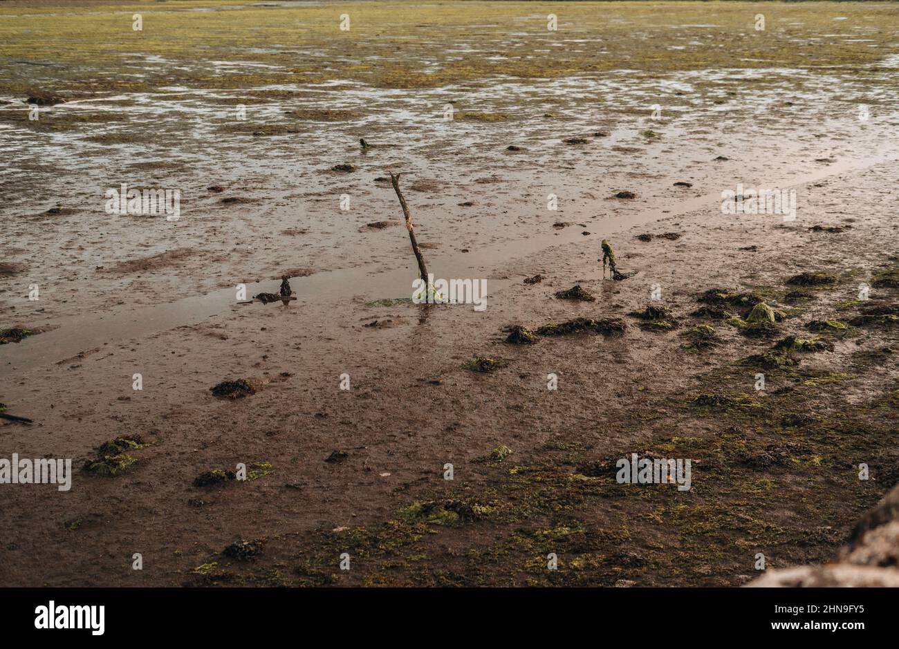 Empty mud swamp with algae and wood sticks Stock Photo - Alamy