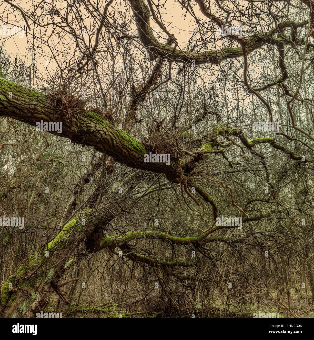 Twisted oak tree Stock Photo - Alamy