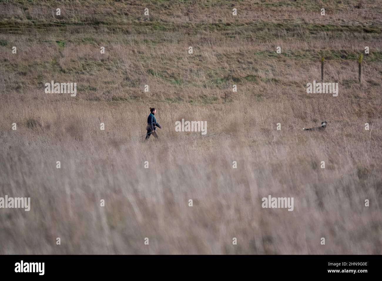 professional lady dog walker (follow your nose) with three different ...