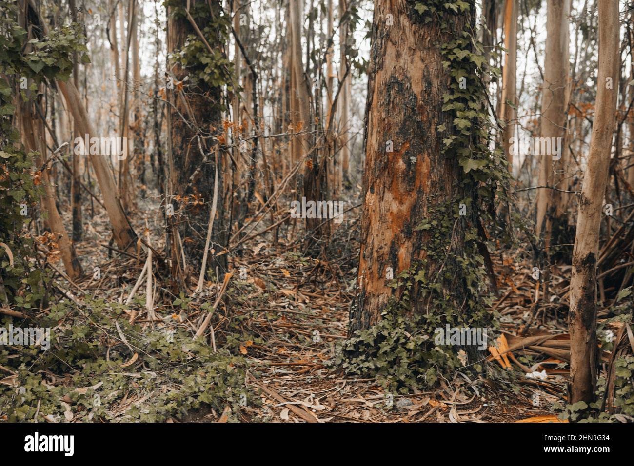 Invasive eucalyptus trees on spanish forests with native ivy over them ...