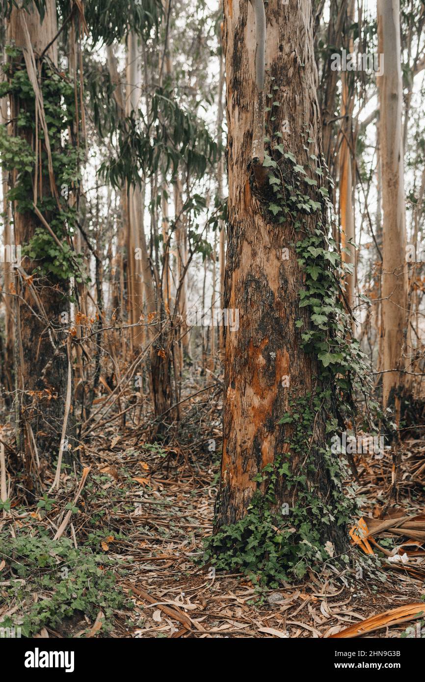 Invasive eucalyptus trees on spanish forests with native ivy over them ...