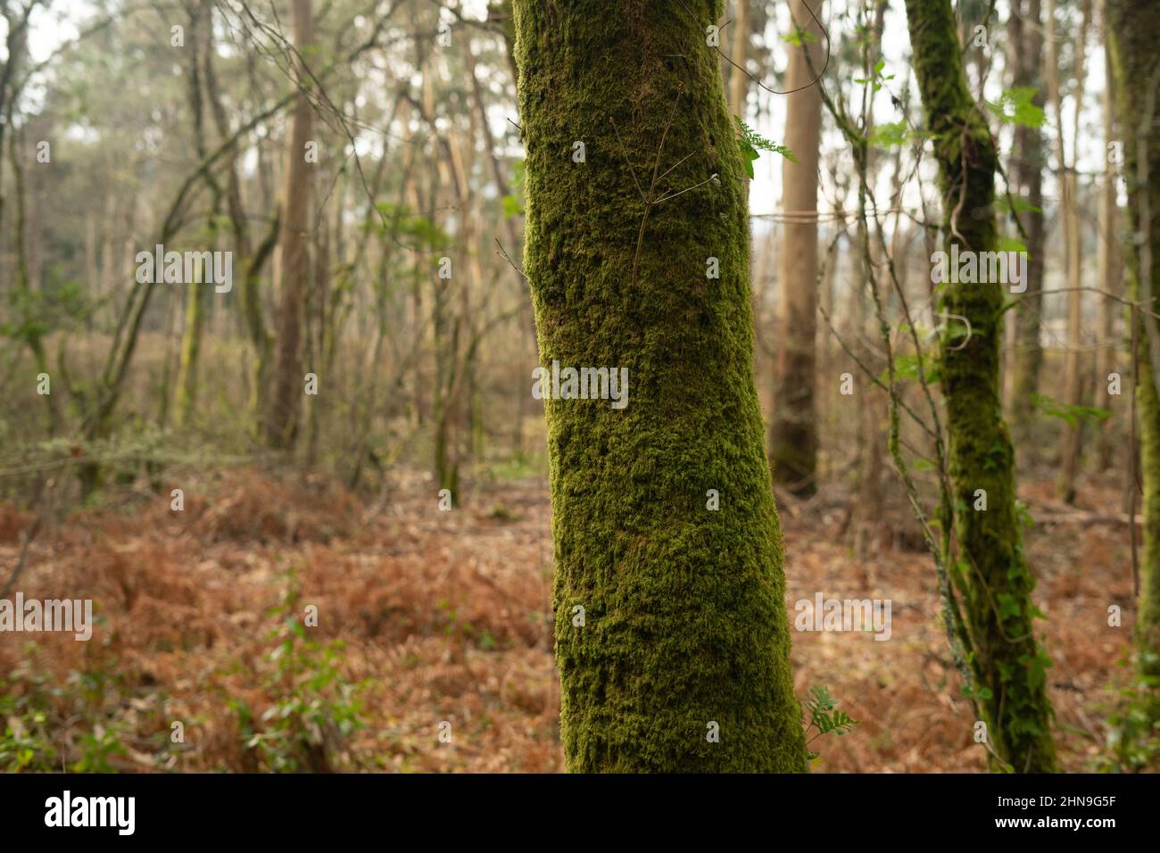 Oak tree spain galicia forest hi-res stock photography and images - Alamy