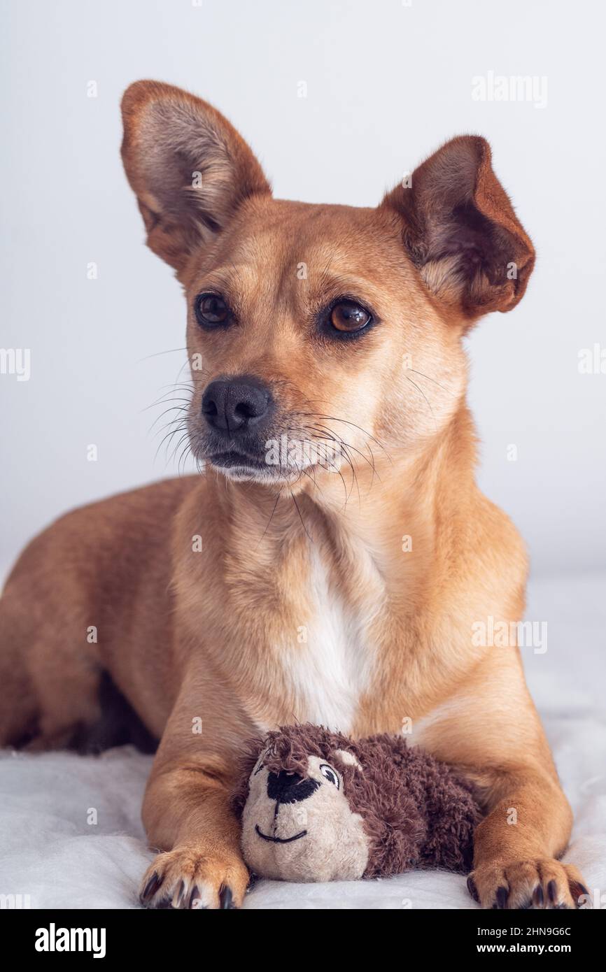 What Breed Is Good For Finding Stuff Dogs