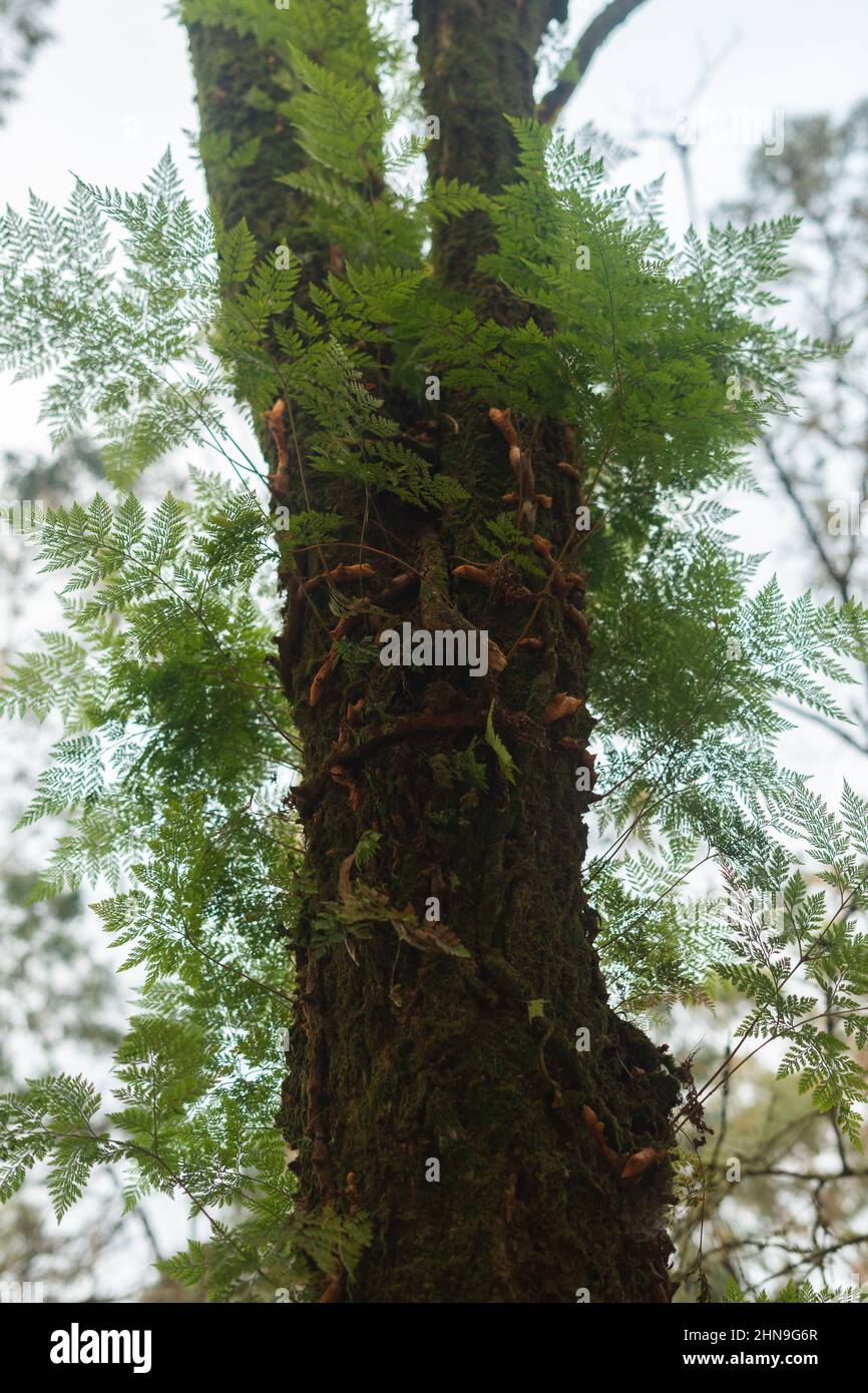 Ferns growing over an ancient tree in Galicia Stock Photo - Alamy