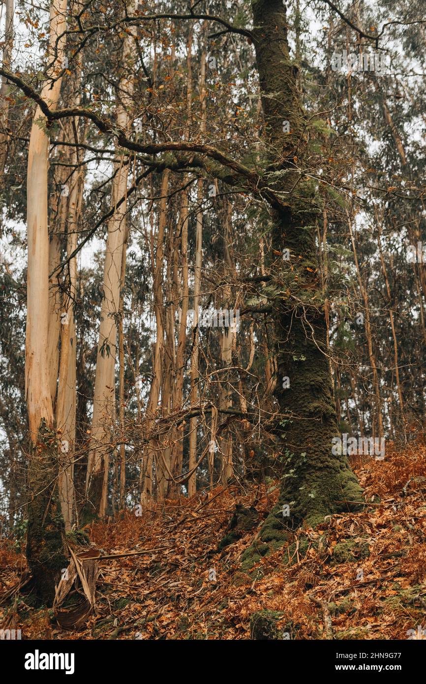 Oak tree surrounded by eucalyptus invasive species in Galicia Stock ...