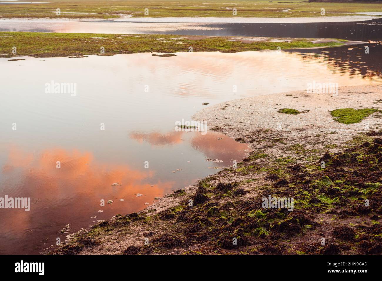 Swamp mud detail hi-res stock photography and images - Alamy