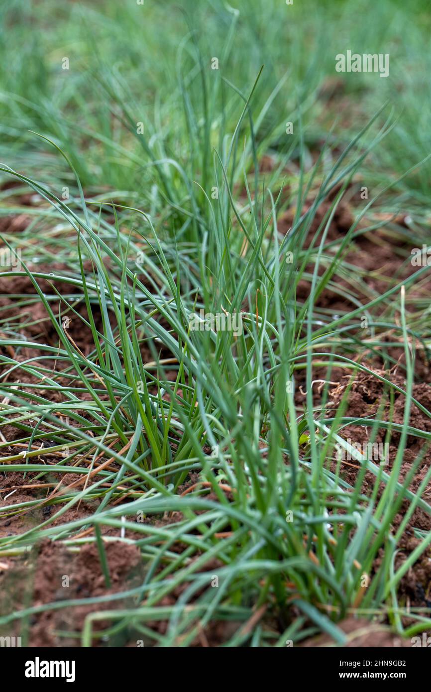 Green onions grown in farmland Stock Photo - Alamy
