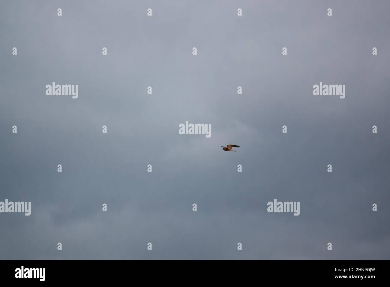 air, animal, avian, background, beak, beautiful, bird, bird of prey ...