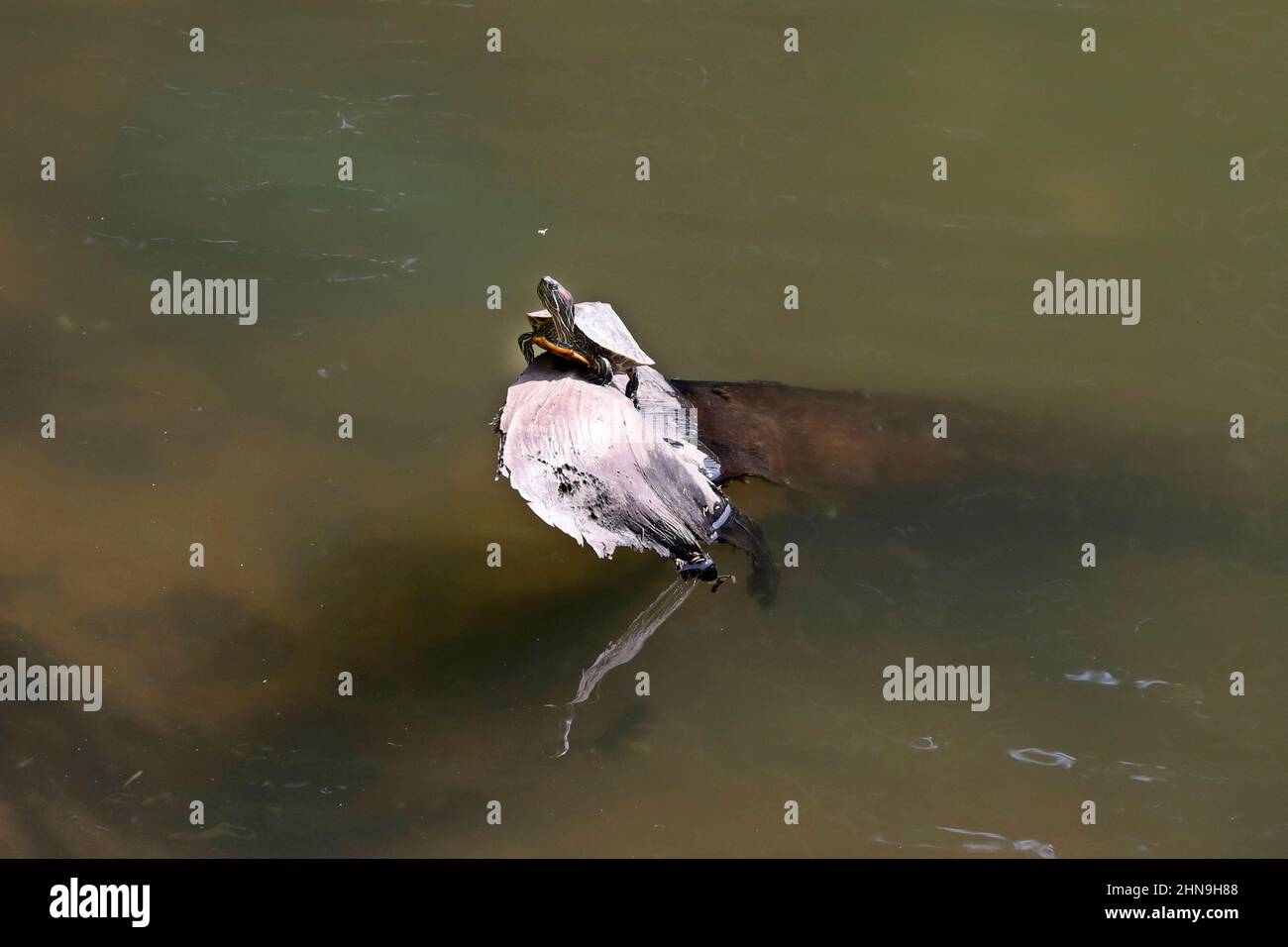 Dhaka, Bangladesh - February 12, 2022: Baby pond turtle at Dhaka ...