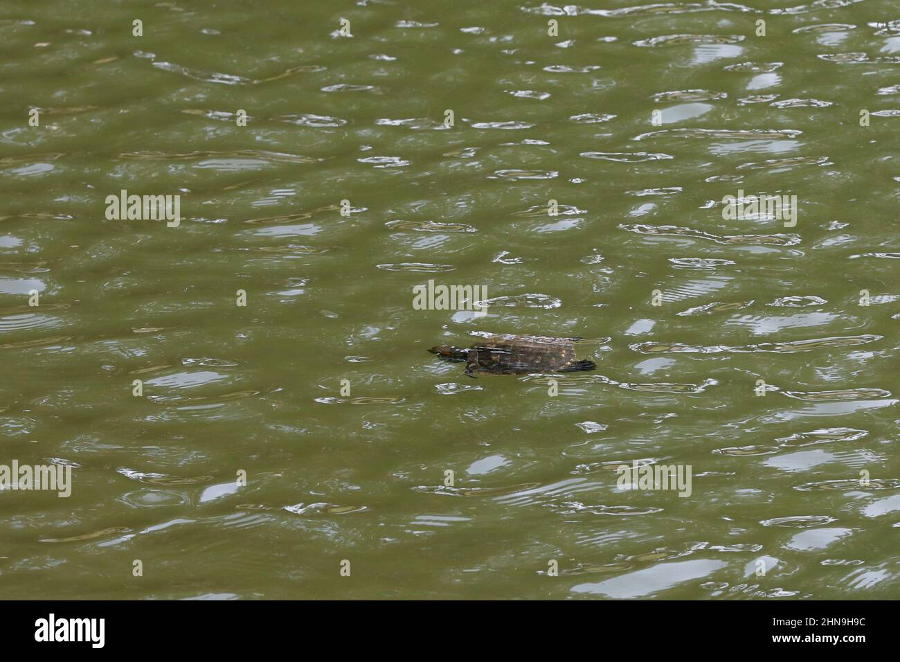 Dhaka, Bangladesh - February 12, 2022: Baby pond turtle at Dhaka ...
