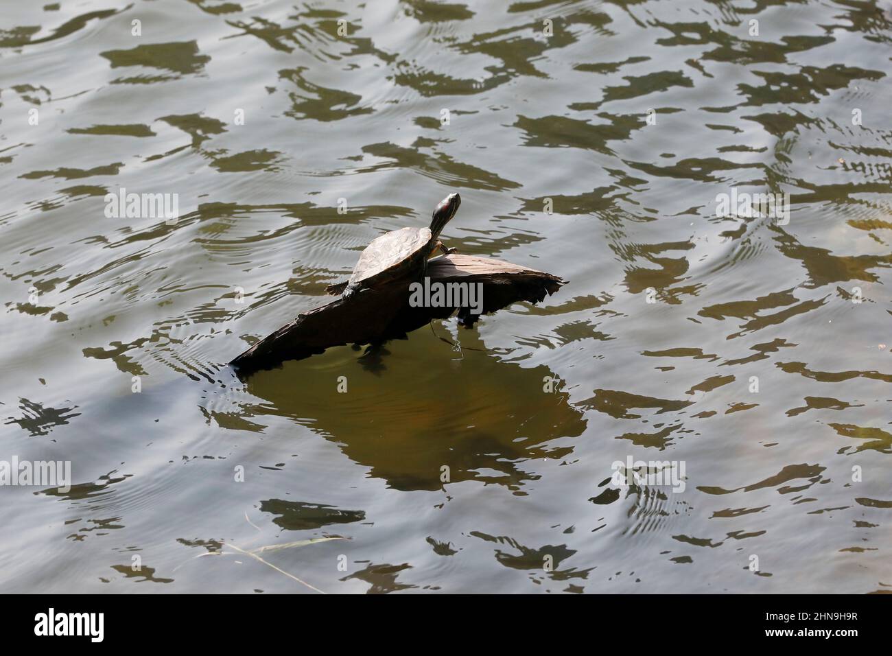 Dhaka, Bangladesh - February 12, 2022: Baby pond turtle at Dhaka ...
