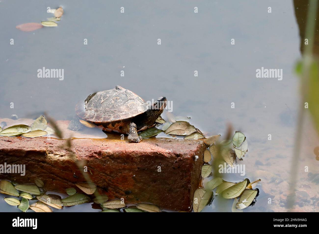Dhaka, Bangladesh - February 12, 2022: Baby pond turtle at Dhaka ...