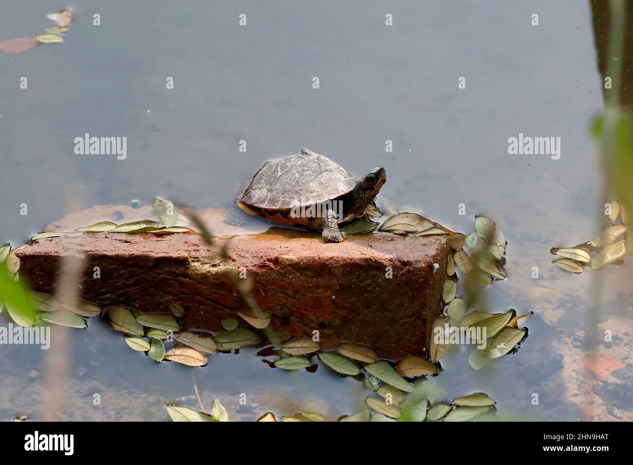 Dhaka, Bangladesh - February 12, 2022: Baby pond turtle at Dhaka ...
