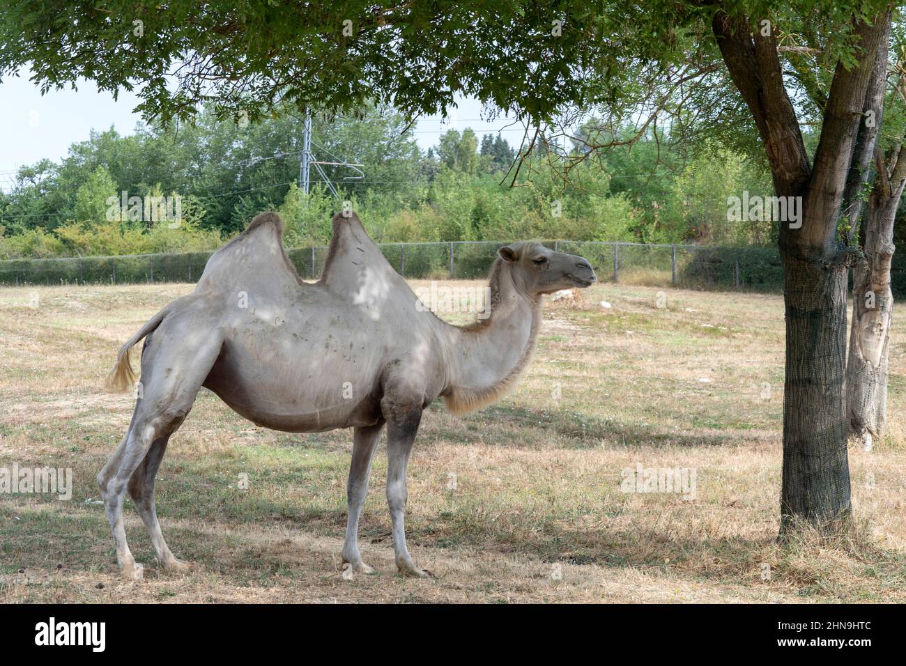 Leo Wild Park , Educational Farm, Camelus Bactrianus, Two-humped camel ...