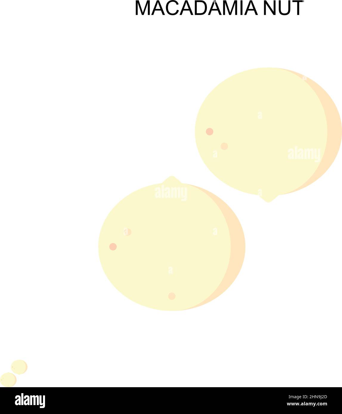 Macadamia nut illustration hi-res stock photography and images - Alamy