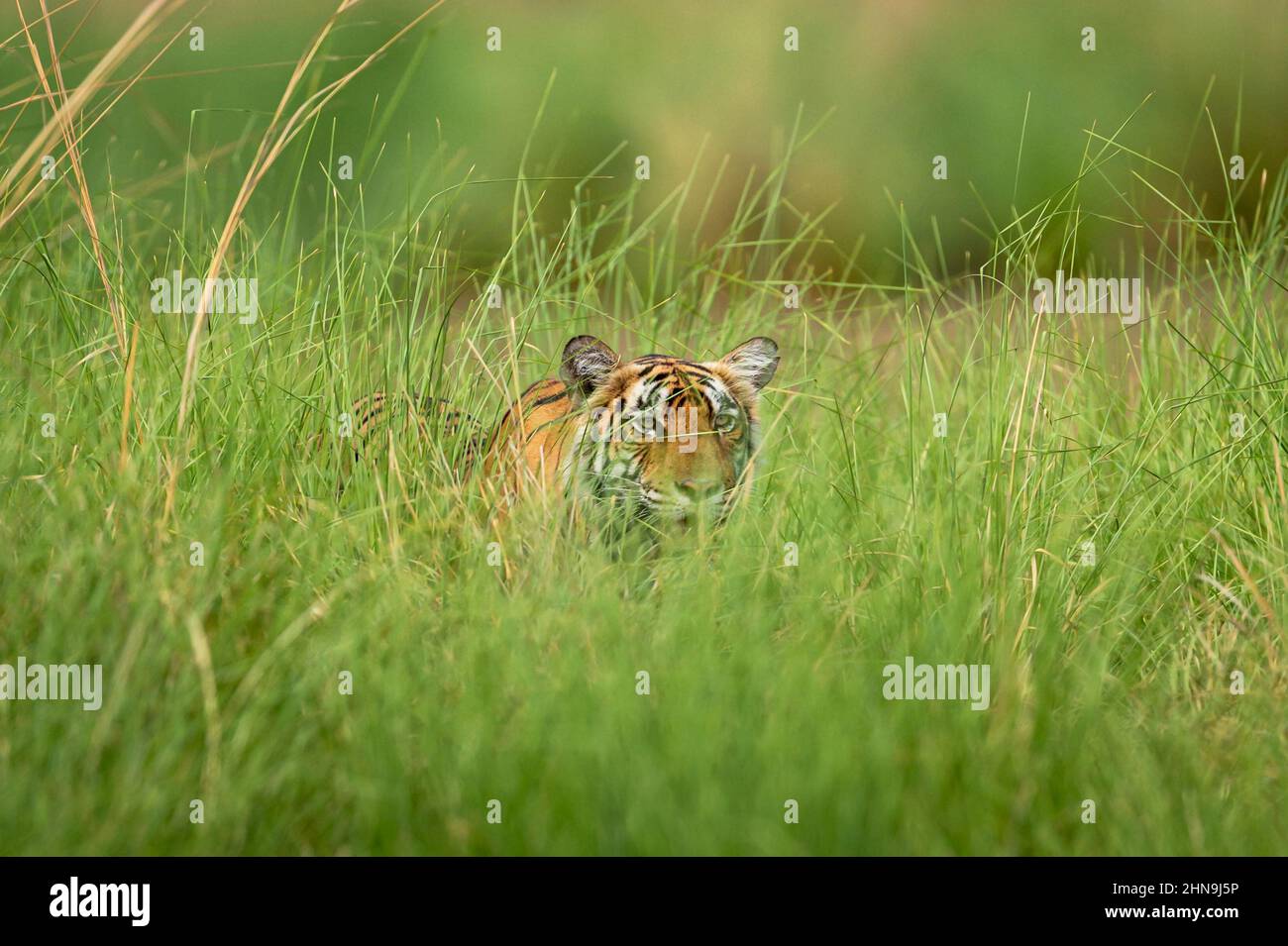 Wild bengal female tiger or tigress on prowl in green grass stalking ...
