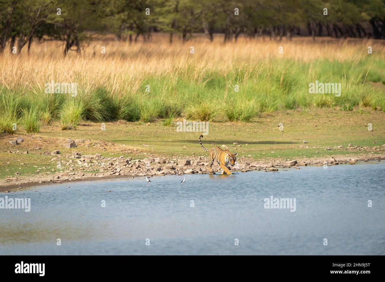 Wild bengal female tiger or tigress on walking in rajbagh lake water ...