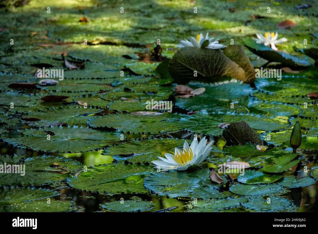Lily on a pond hi-res stock photography and images - Alamy