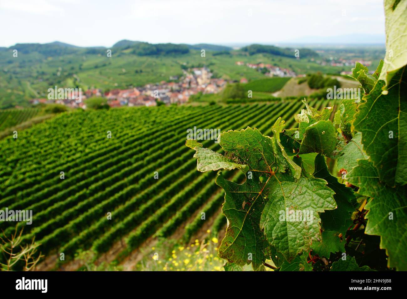 A green view - Germany fields Stock Photo - Alamy