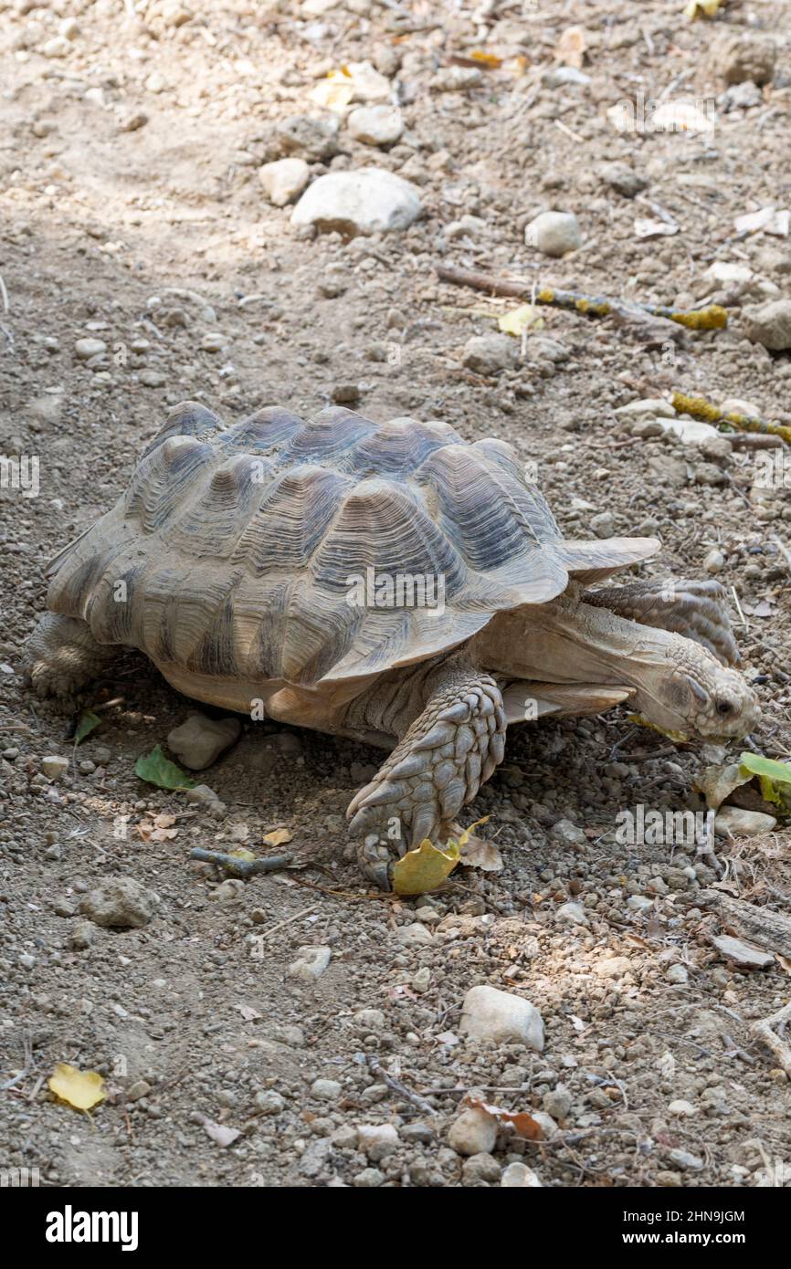 Leo Wild Park , Educational Farm, Turtle, Collevalenza fraction of Todi ...
