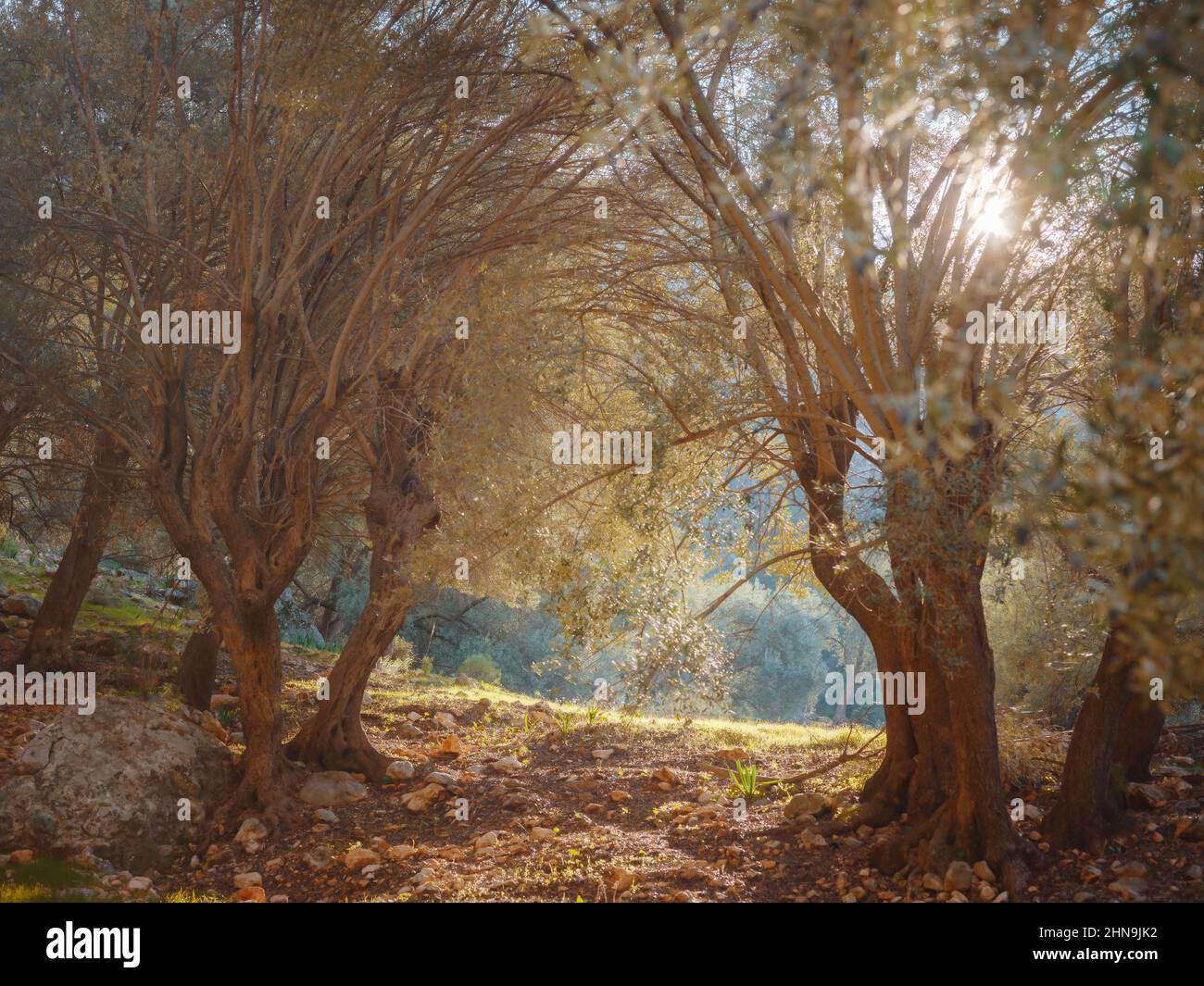 walk in olive grove, Harvest ready to produce extra virgin olive oil ...