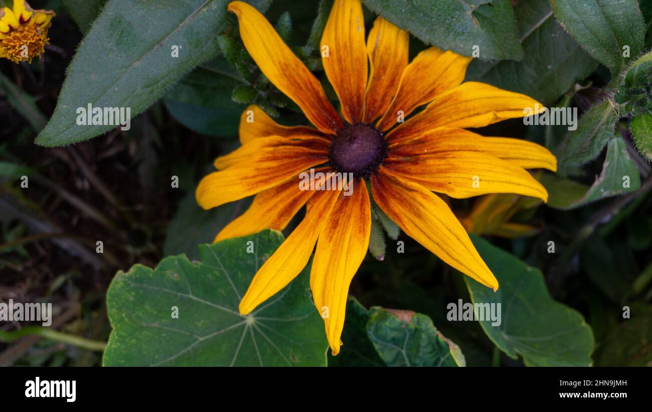 Yellow-brown oneflower close-up against the background of green foliage ...