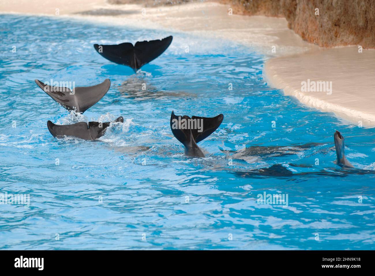Dolphins are wawing goodbye with their fins Stock Photo - Alamy