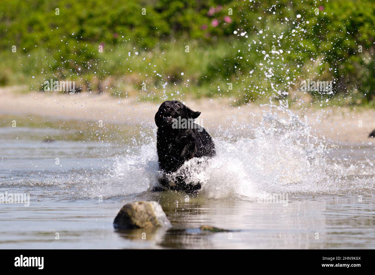 A black dog is running in water Stock Photo - Alamy