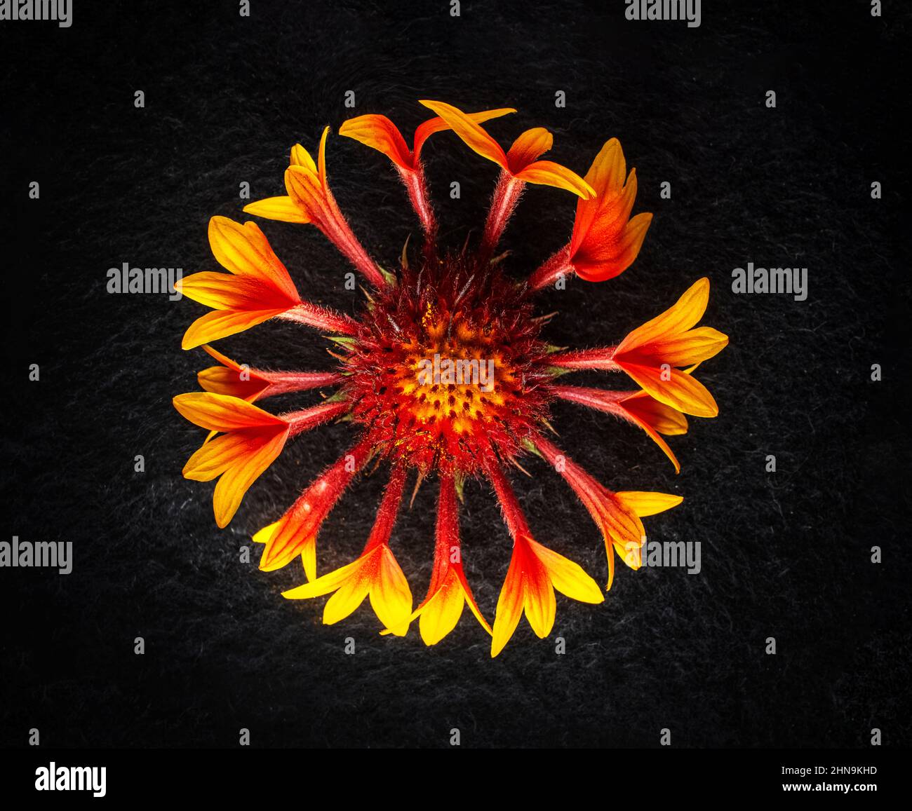 Top view of a flower on black background. View above Stock Photo - Alamy