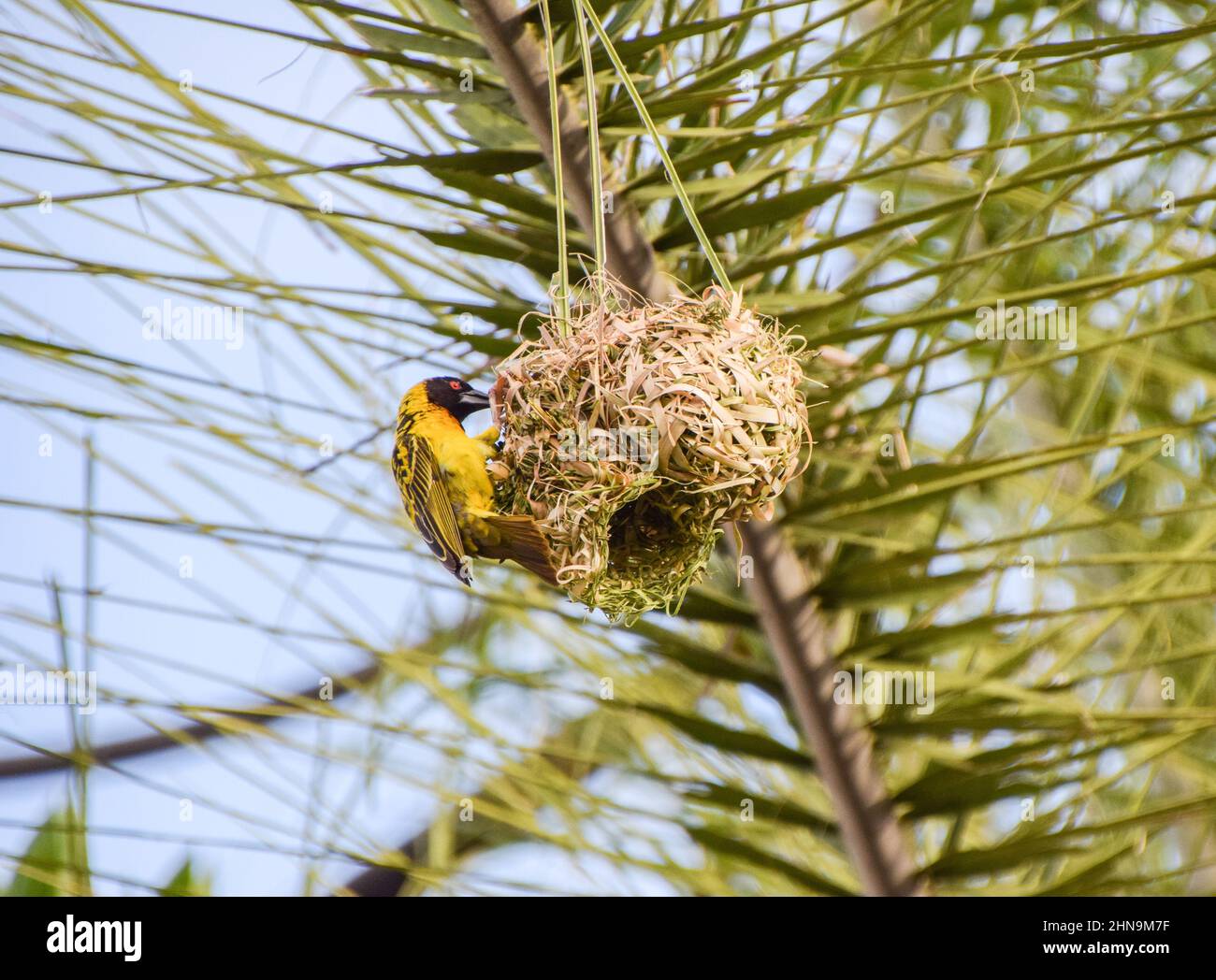 A masked weaver bird building his nest in Zimbabwe Stock Photo - Alamy