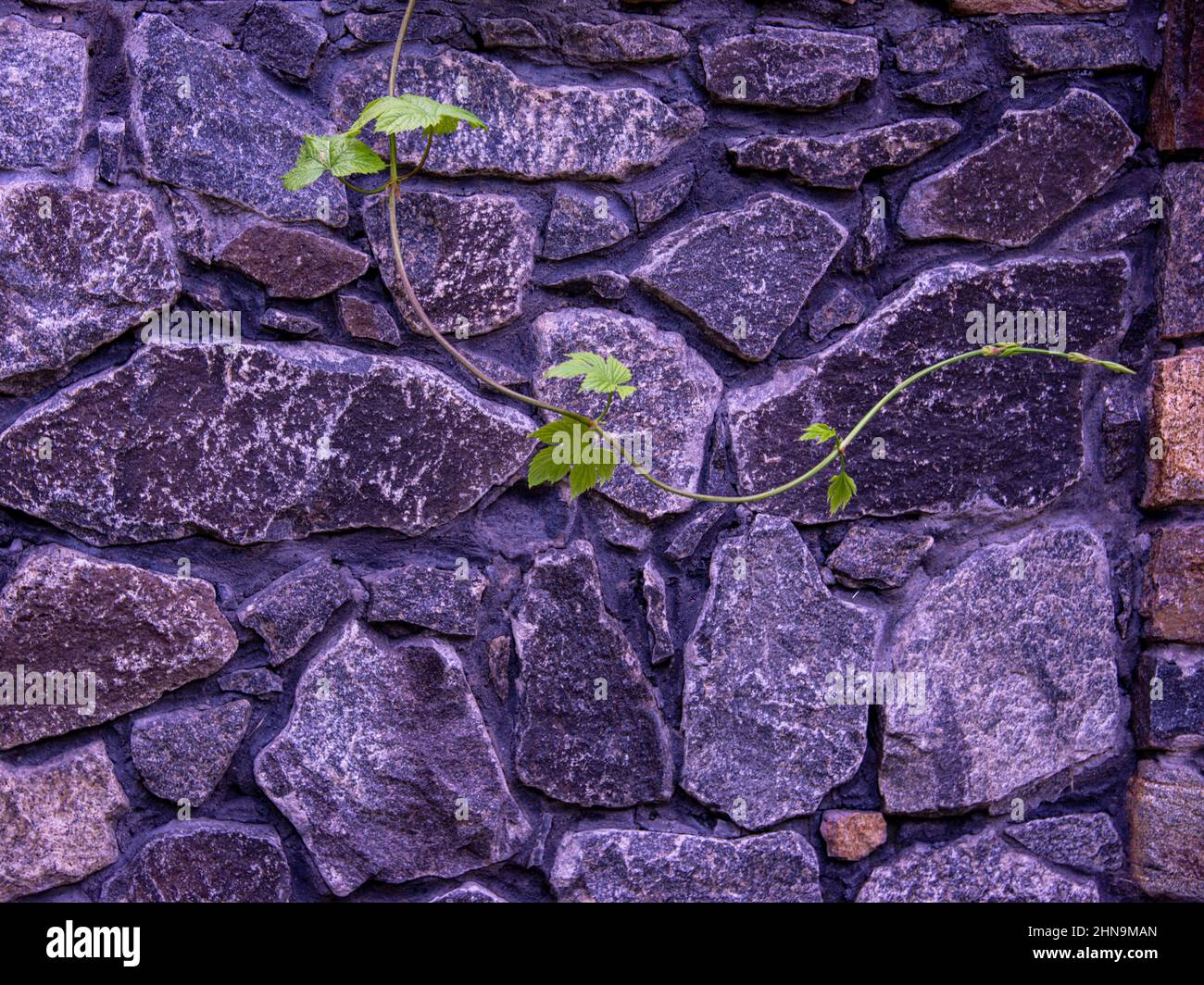 Wallpaper of old vintage stone wall and green leaves background texture ...
