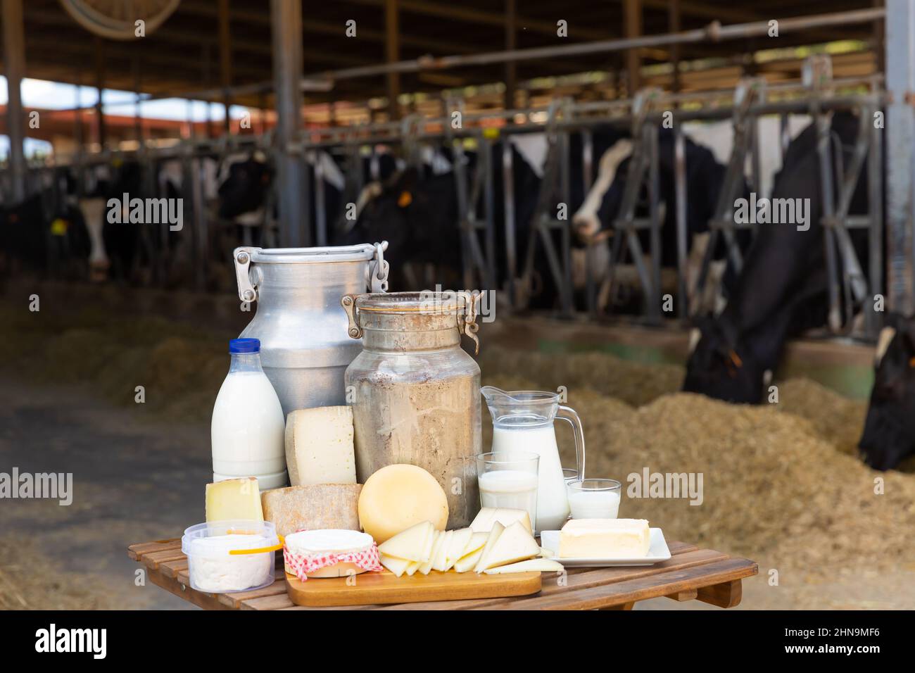 Dairy products - milk, cheese, cottage cheese on the background of cows ...