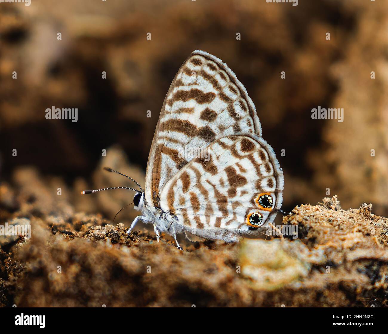 Macro shot of the Leptotes plinius butterfly settled on the soil ground ...