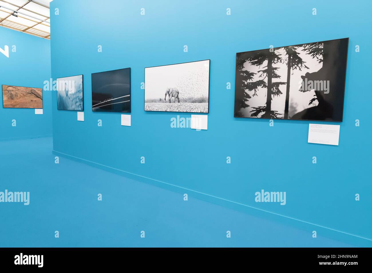 19 October 2021, Moscow, Russia: wildlife photos at the Golden Turtle ...