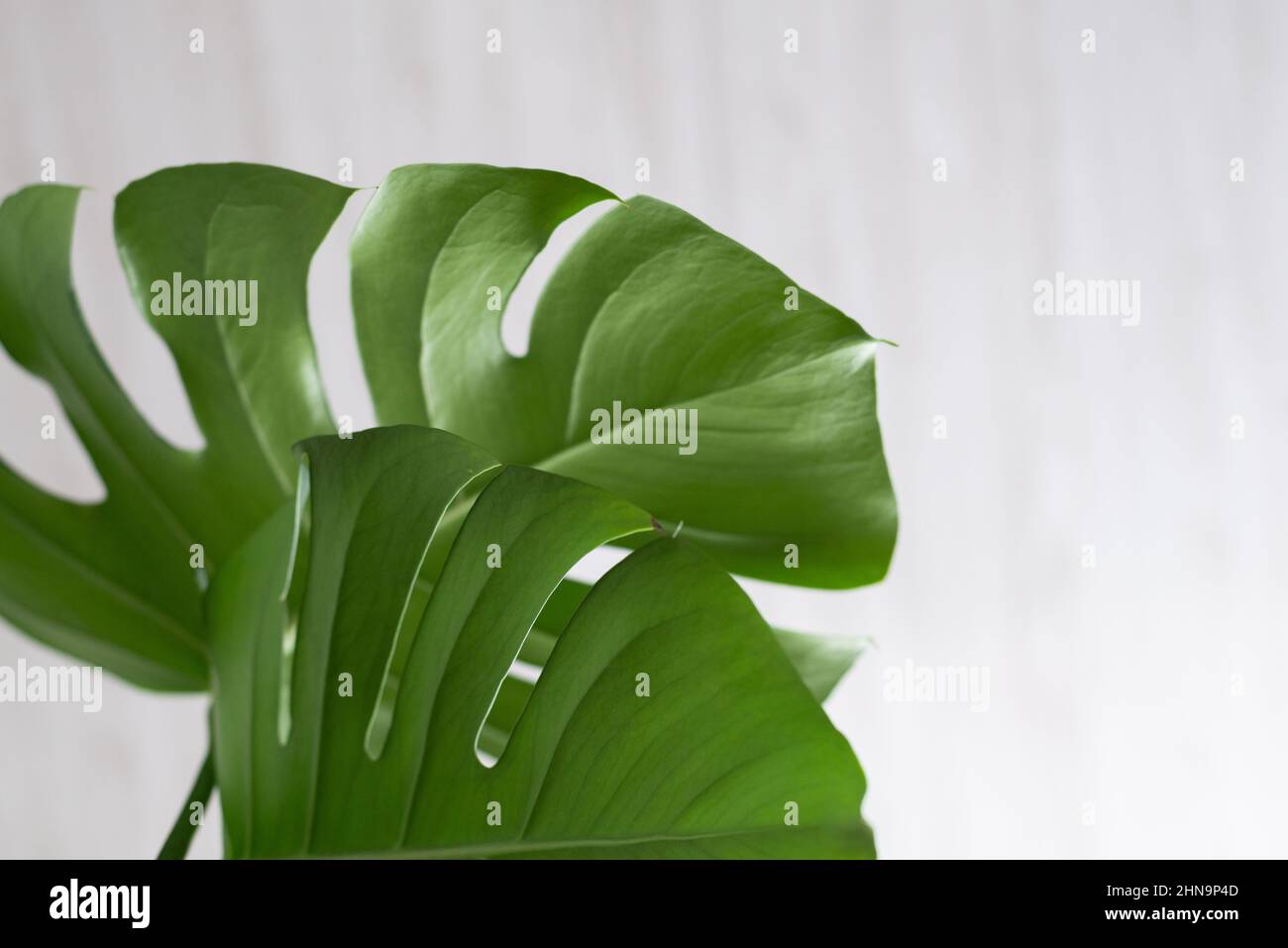 Color green monstera hi-res stock photography and images - Alamy