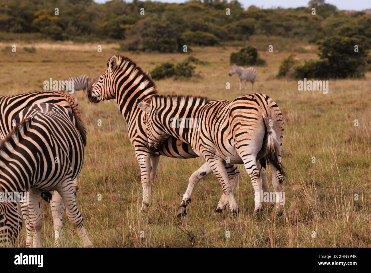 Group of wild zebras in the African savanna, south africa Stock Photo ...