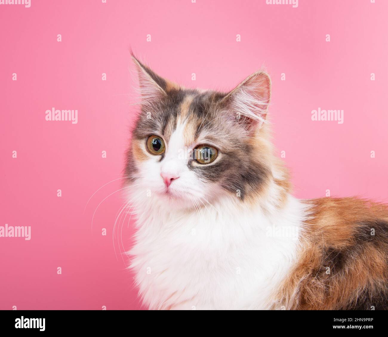 Portrait of bright beautiful funny cat on pink background Stock Photo ...