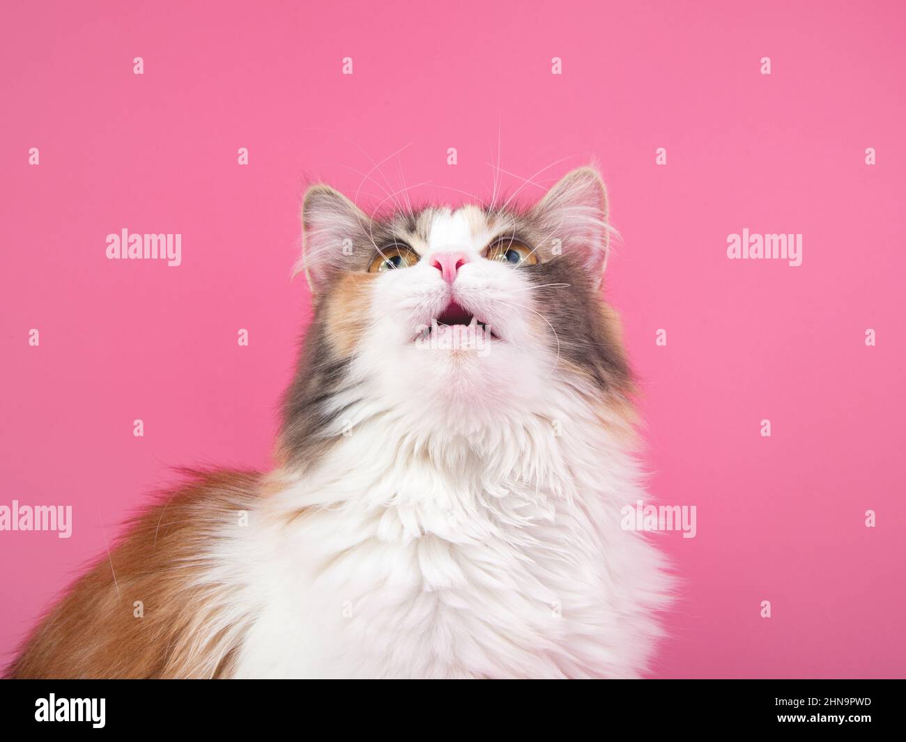 Portrait of bright beautiful funny cat on pink background Stock Photo ...