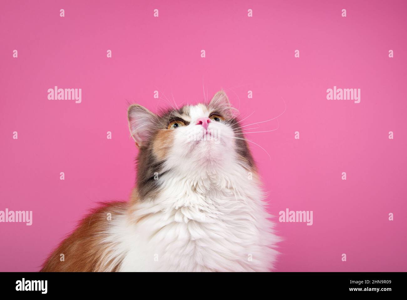 Portrait of bright beautiful funny cat on pink background Stock Photo ...