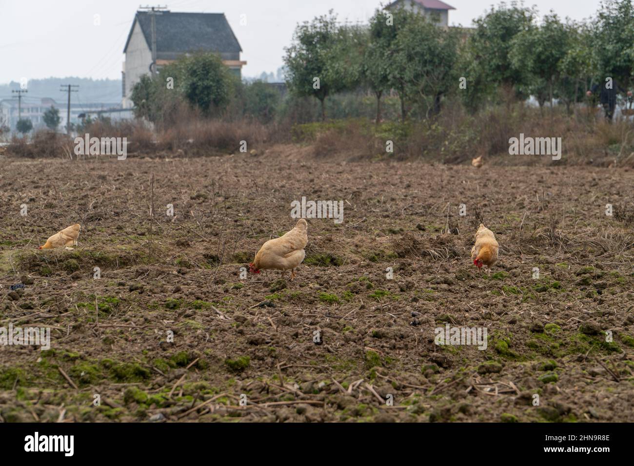 China chickens hi-res stock photography and images - Alamy