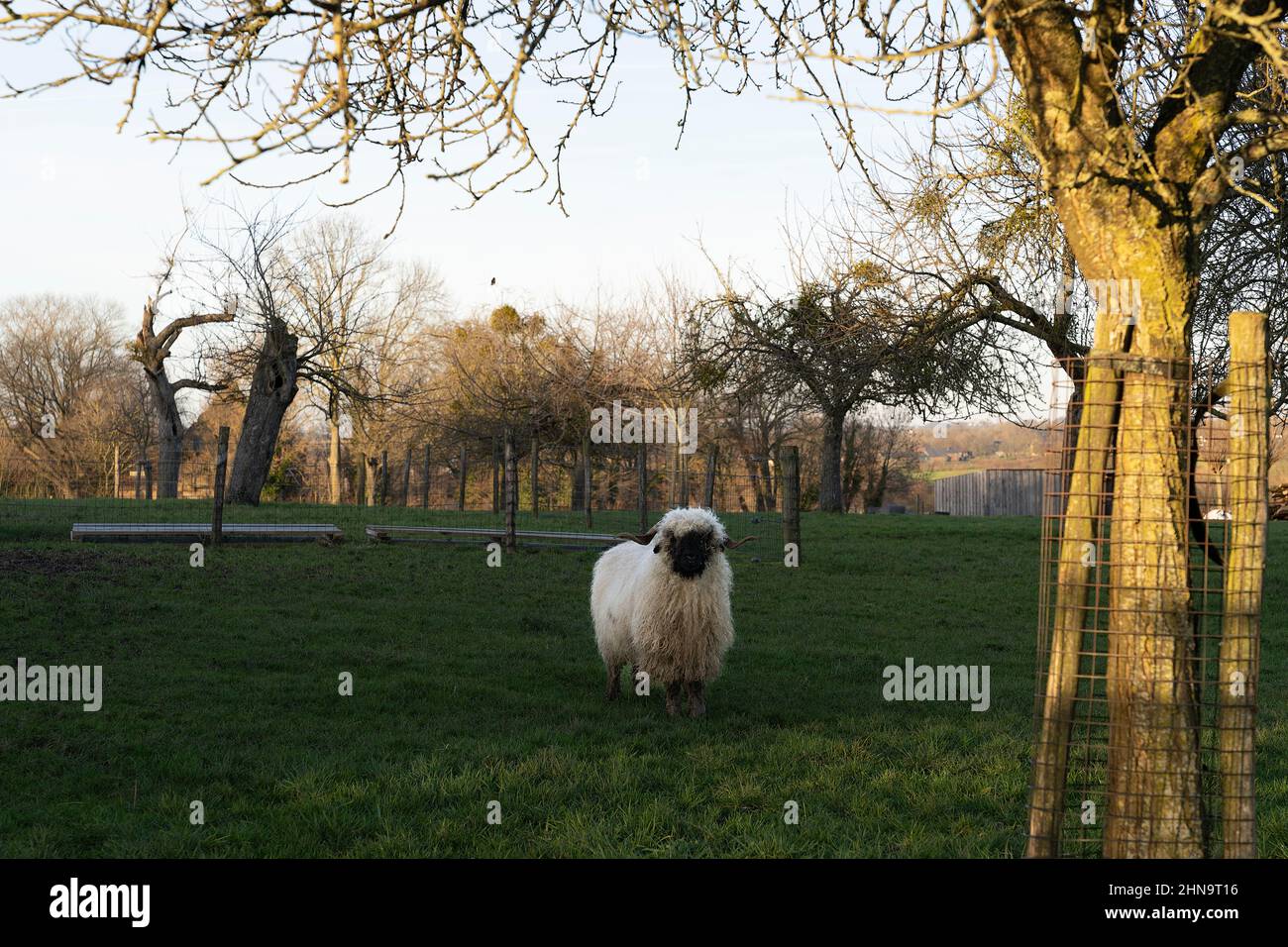 Valais blacknose valais blacknose sheep hi-res stock photography and ...