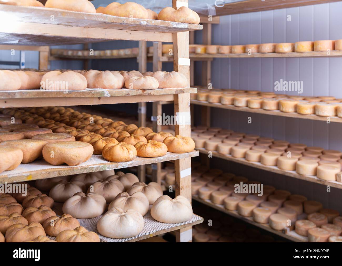 Wheels of sheep cheese on shelves in ripening room of cheese dairy ...