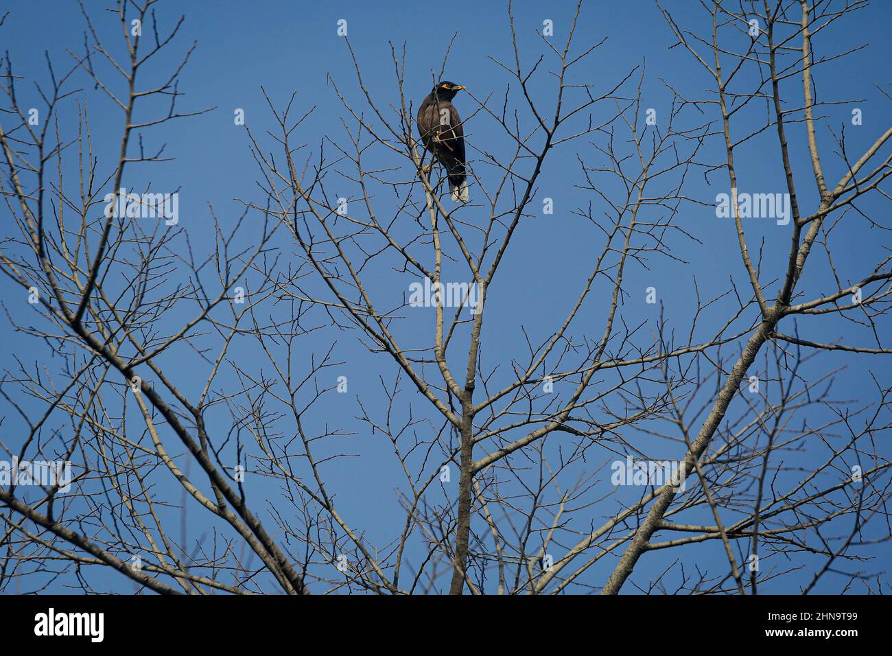 Myna nest hi-res stock photography and images - Alamy
