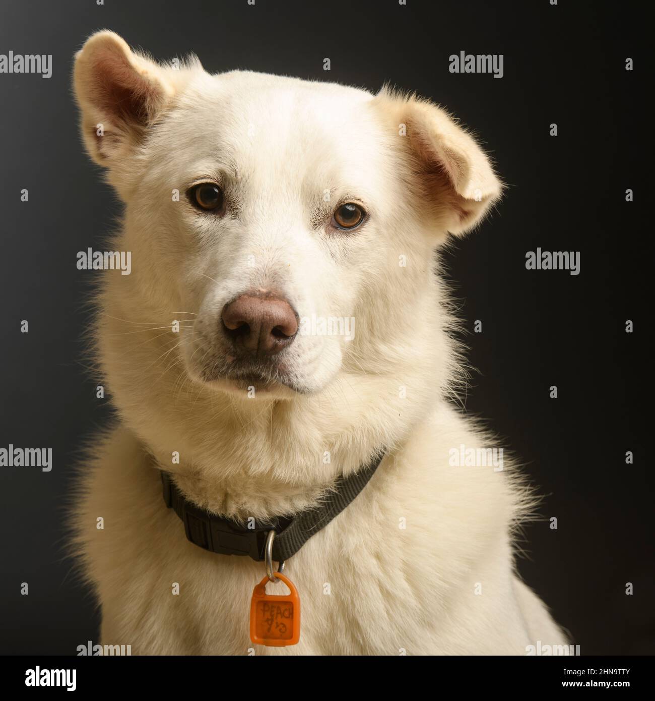 a portrait of a dog in the studio Stock Photo - Alamy