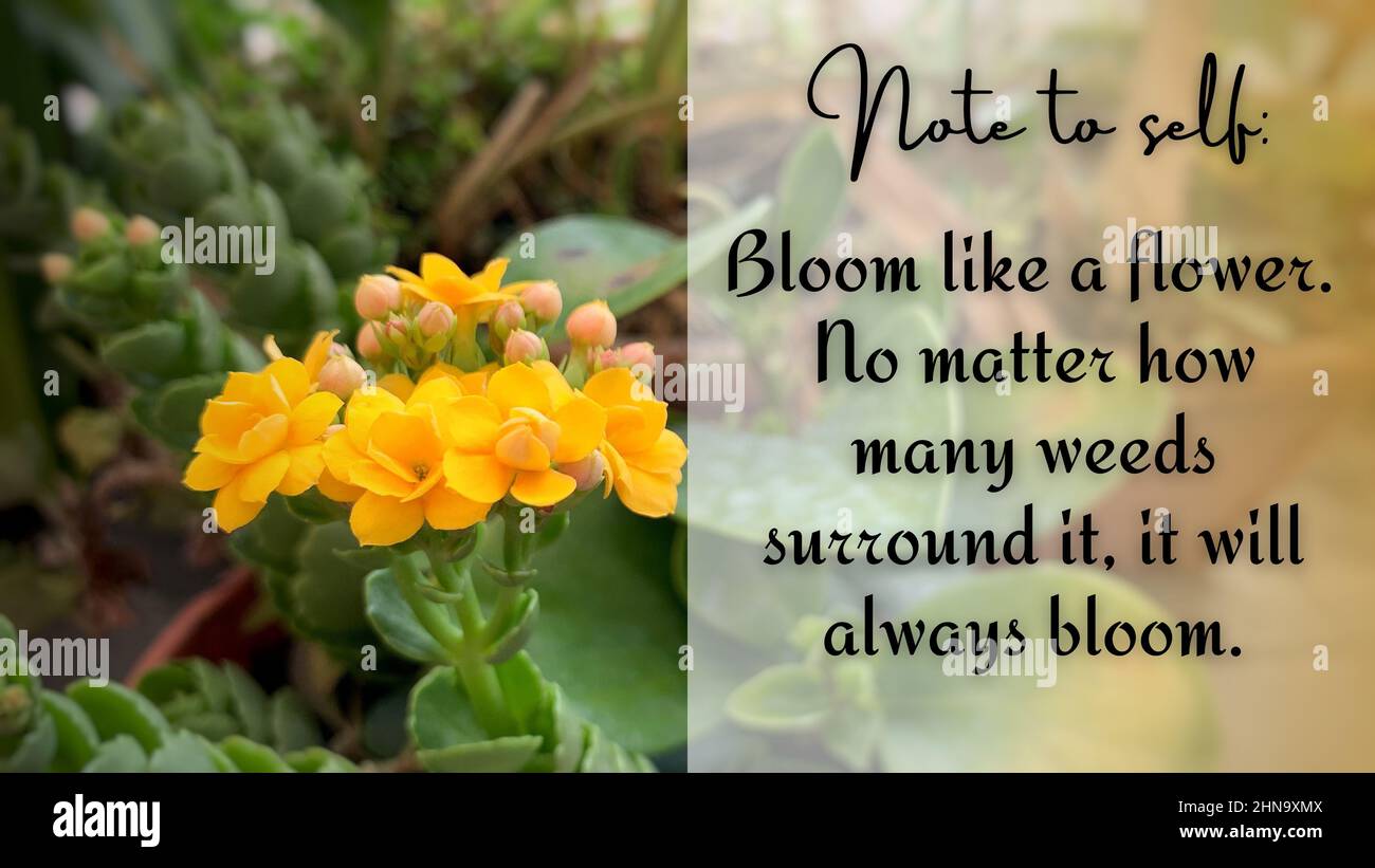 Motivational and inspirational quote - Bloom like a flower. You have ...