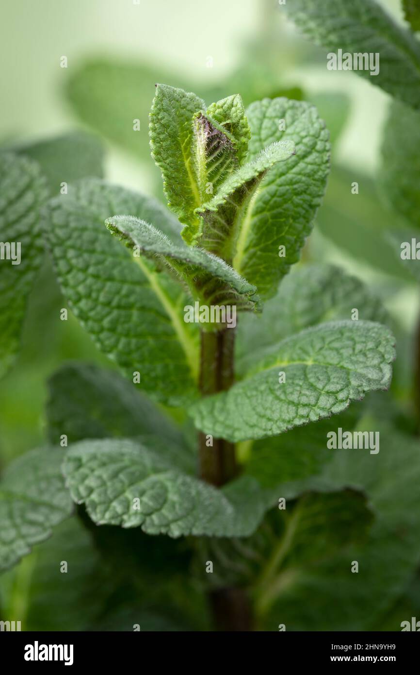 Young mint plant hi-res stock photography and images - Alamy