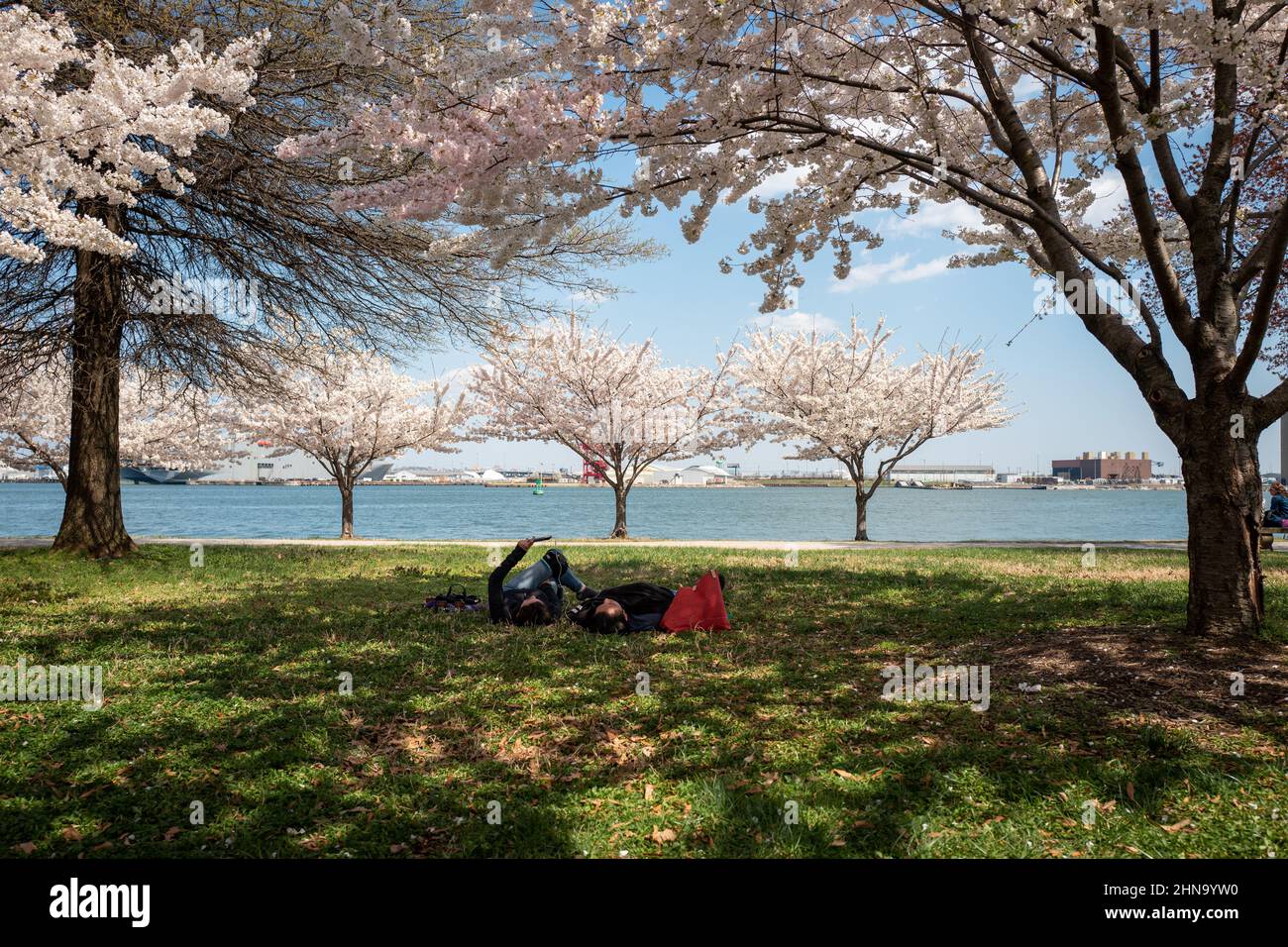 A couple under cherry blossoms Stock Photo - Alamy