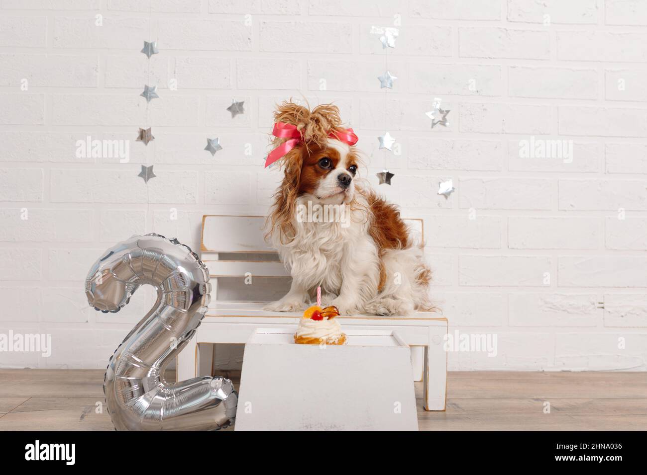Cavalier king charles birthday hi-res stock photography and images - Alamy