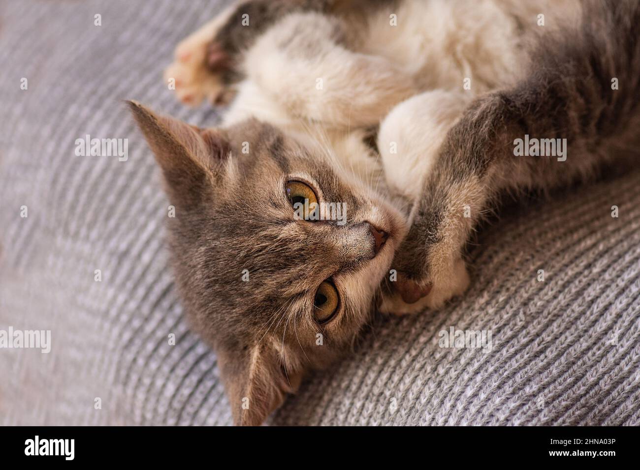 Cat is sleeping in the bed. Little cat is snuggled up in soft bed while ...